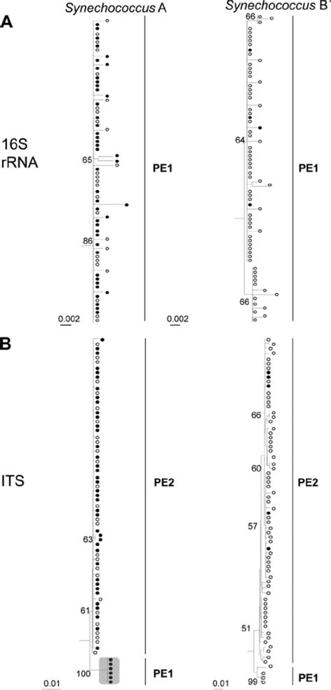 Neighbor Joining Phylogenetic Trees Of A Like And B Ј Like