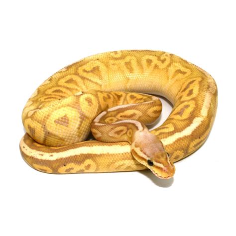 Python Regius Banana Pewter Python Royal