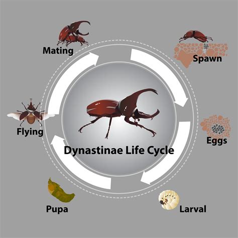 Rhinoceros Beetle Life Cycle