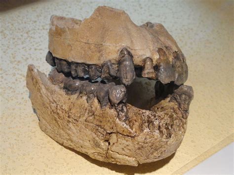 Australopithecus Afarensis Jaw