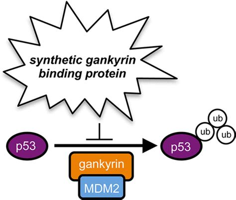 Synthetic Proteins Potently And Selectively Bind The Oncoprotein Gankyrin Modulate Its