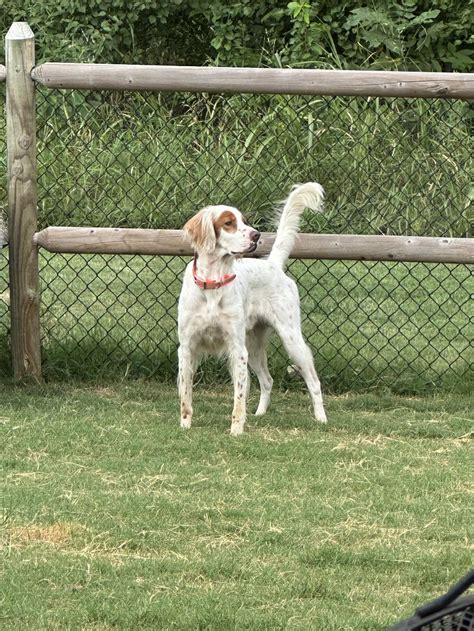English Setter X Poodle Mix