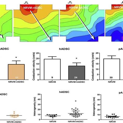 Effect Of Adscs On Conduction Velocity And Heterogeneity In Monolayers