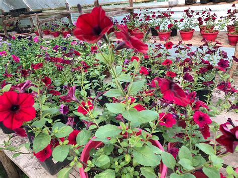 ფლორა პლიუსი ჩვენი გამოყვანილი კასდკადური სწრაფმზარდი