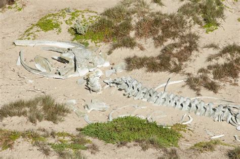 Humpback Whale Skeleton Stock Photos Free Royalty Free Stock Photos