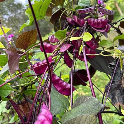 Hyacinth Bean Purple Seeds Lablab Purpureus Dolichos Red Leaved
