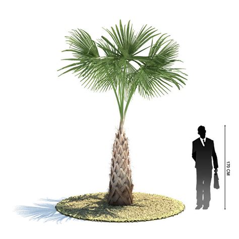 Archmodels Vol 85 Tropical Trees Collection 3d Model Cgtrader