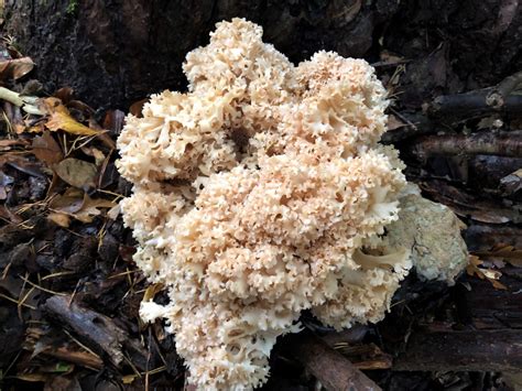 Cauliflower Fungus