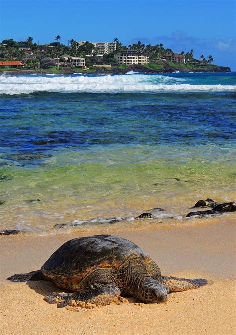 Hawaii Cruises 2026 2027 Prices Sailing Dates And Itineraries Poipu