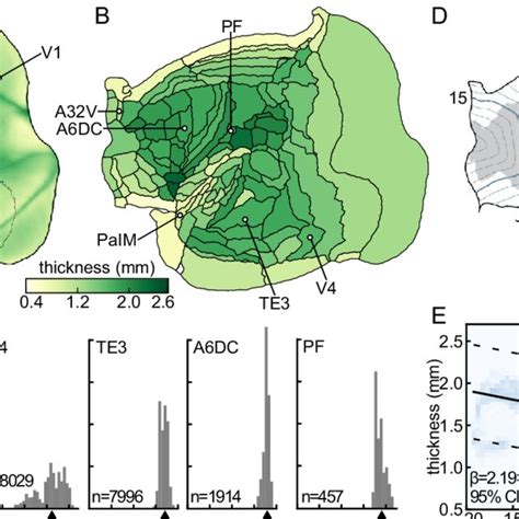 Cortical Thickness A Map Of The Cortical Thickness Projected Onto A