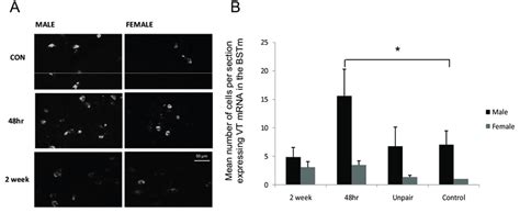 Vasotocin Vt Mrna In The Medial Bed Nucleus Of The Stria Terminalis Download Scientific
