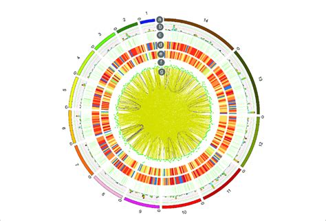 Circos Visualization Of P Falciparum Pacbio Sequencing Results From