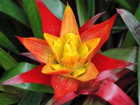 Bromeliad Plant How To Grow And Care For Bromeliads Artofit
