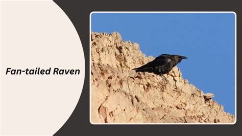 23 Types Of Crows Identification With Name And Pictures