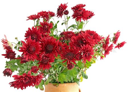 Red Chrysanthemums Stock Image Colourbox