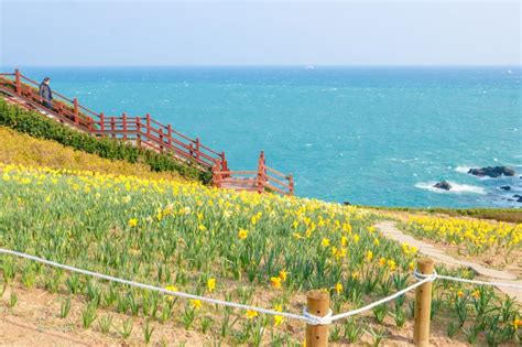 부산 오륙도 수선화 개화상황 해파랑카페 네이버 블로그