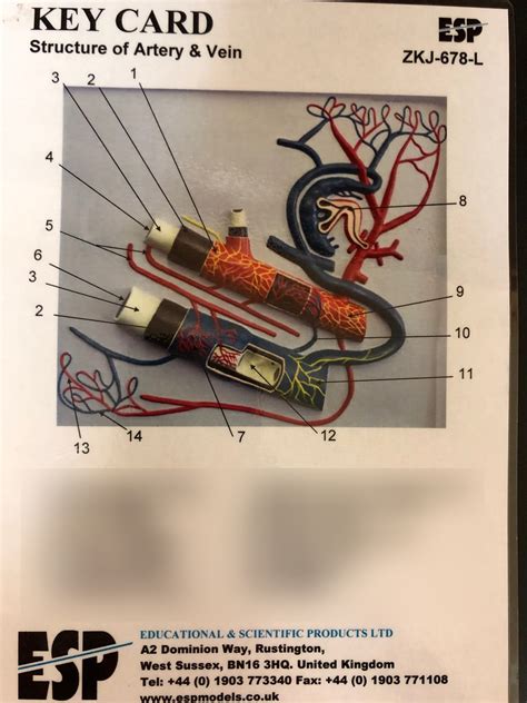 Vein And Artery Structure Diagram Quizlet Vein And Artery Structure Diagram Quizlet