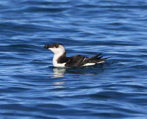 Rarity Report 1st Record Of Razorbill In Greece