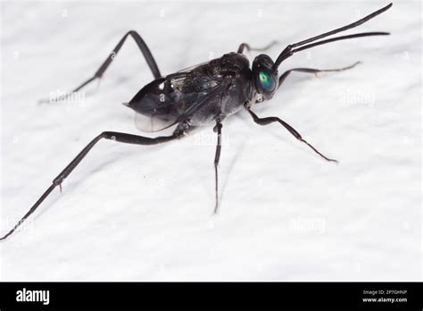 Ensign Wasp Evania Appendigaster Parasitises Predation Destroying Egg Cocoons Of Ensign Wasp Evania Appendigaster Parasitises Predation Destroying Egg Cocoons Of