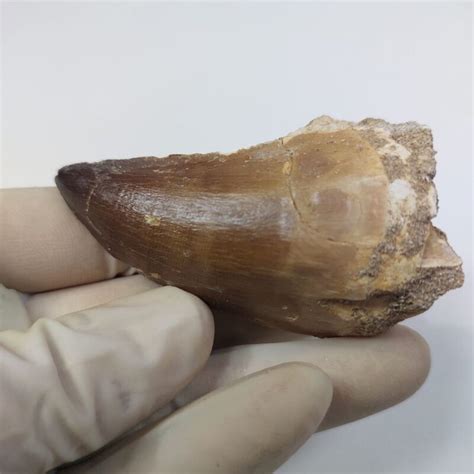 Largest Finest Mosasaurus Tooth From A Huge Extinct Mosasaur Fossilpaleo