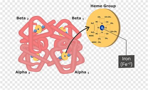 헤모글로빈 미오글로빈 구조 적혈구 분자 분자 그림 각도 본문 Png Pngegg