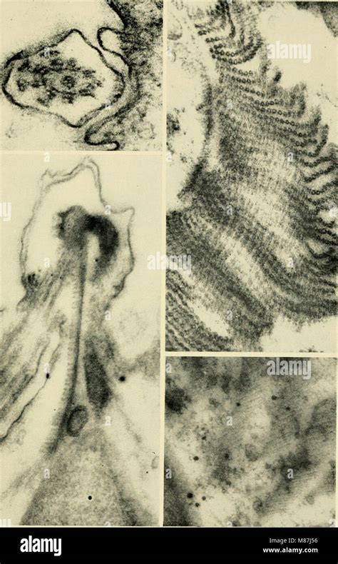 Electron Microscopic Structure Of Protozoa 1963 21217236511 Stock