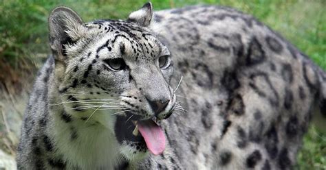 Majestic Snow Leopard Album On Imgur