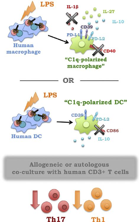 Summary Of Complement Protein C1q Effects On Human M F And Dc Download Scientific Diagram