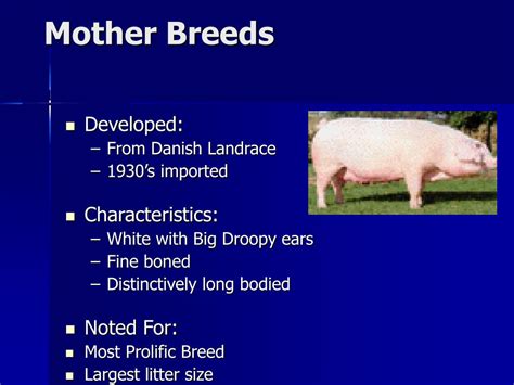 Ppt Swine Introduction And Breeds Powerpoint Presentation Free