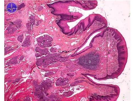 14 Git1 Histology Pdf For Learning Histology PPT