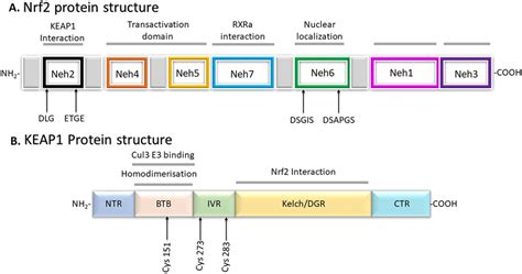 Structural Representation Of Nrf2 And Keap1 A The Nrf2 Protein Download High Resolution