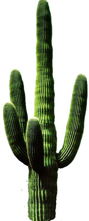 Stock Cactus Png By Karahrobinson Art On Deviantart