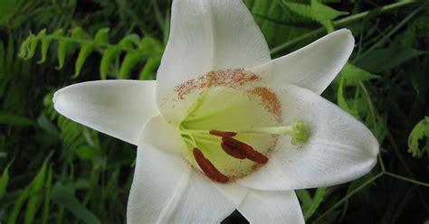 這是小明的部落格 野生百合花