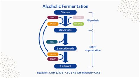 Alcoholic Fermentation In Yeast