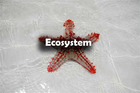 Ecosystem Questions And Answers MCQ Objective
