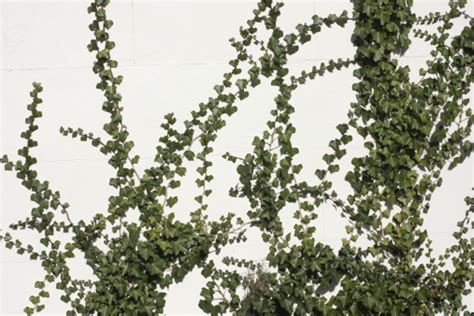 분산 담쟁이덩굴 Hedera 헬릭스 기생충 클라이밍 바라요 크림색 벽 0명에 대한 스톡 사진 및 기타 이미지 0명 개념