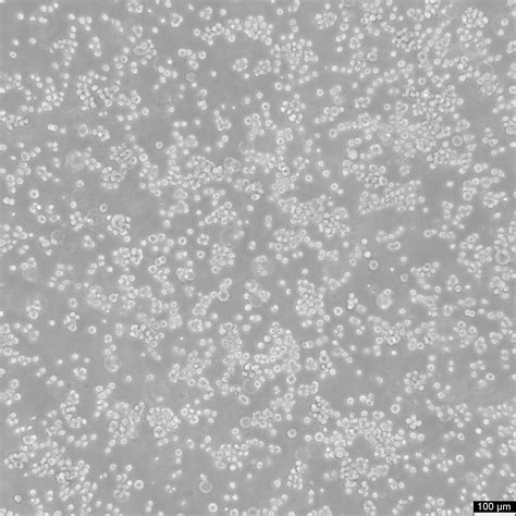Hek293 Suspension Adapted Cells