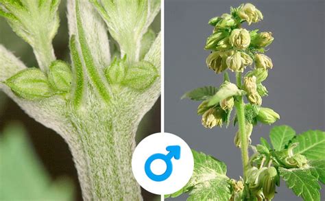 Feminized Seeds Vs Regular Herbies Seeds