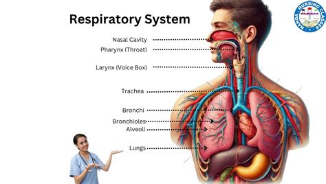 The Respiratory System Anatomy And Physiology With Labeled Diagram Nanda Nursing Classes