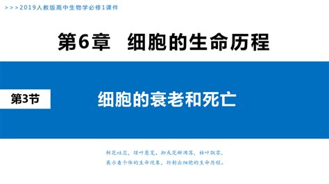 63细胞的衰老和死亡课件共26张ppt 人教版必修1 21世纪教育网
