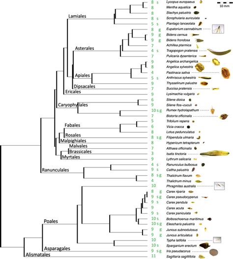 Phylogenetic Tree Of The 48 Studied Plant Species With The Names Of