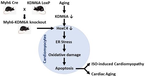 Histone H3k27 Demethylase Kdm6a Regulates Cardiac Aging Viainduction Of