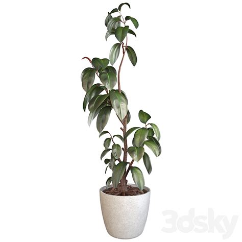 Bonsai Jungle Ficus Elastica Rubber Tree Collection 335 Indoor 3d Model