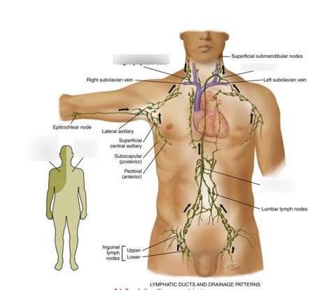 Lymphatic Diagram Quizlet