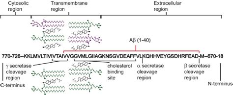 3 Amyloid β Precursor Protein And Its Processing By α β And
