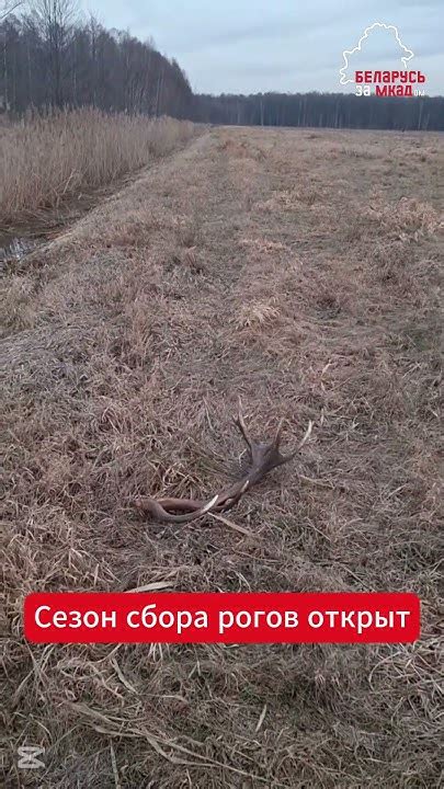 В Беларуси начался сезон сбора рогов Belarus беларусь рога олень