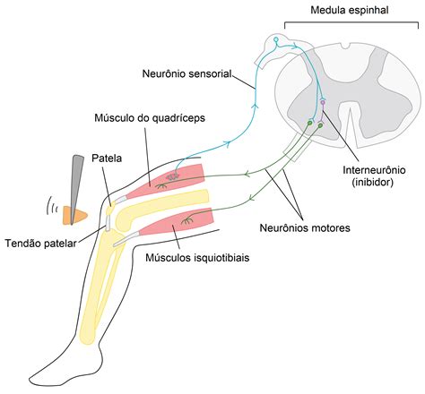 Sinapse Do Diagrama De Neuronios