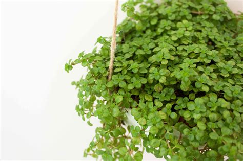 How To Grow And Care For Baby Tears Plant