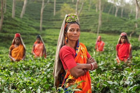 Té De La India Tradición Sabor Y Aroma Blog De Aromas De Té