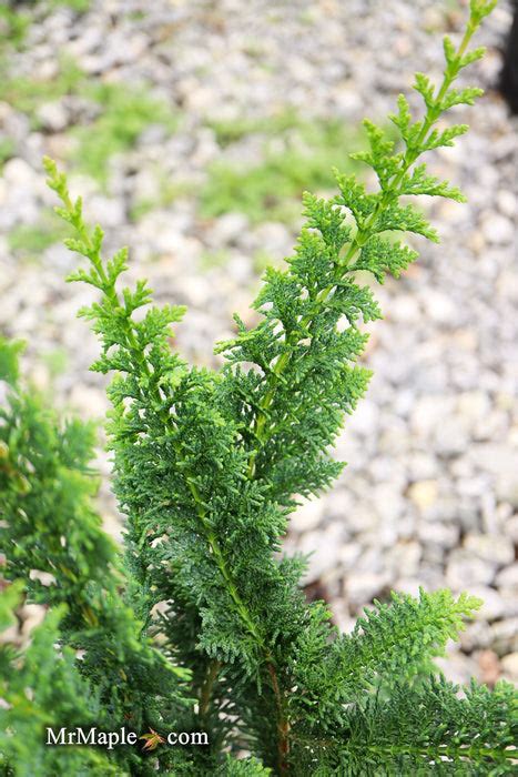 Buy Chamaecyparis Obtusa Filicoides Compacta Dwarf Hinoki Cypress
